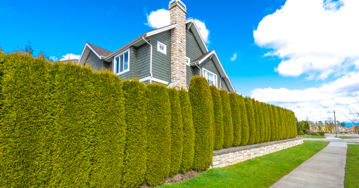 Landscaping Privacy Shrubs | Autumn Leaf